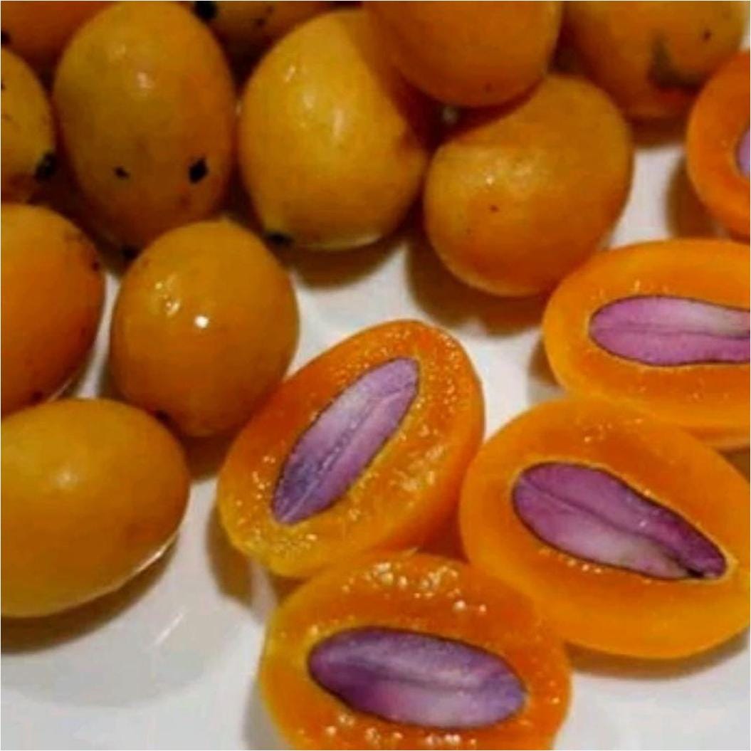 Bibit Buah Gandaria Jatake Garut Terunggul | by Joyokarto Florist | Medium