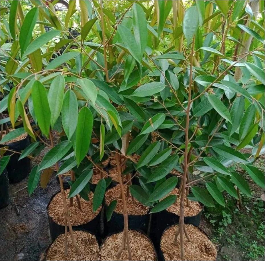 Bibit Durian Ochee Kaki 3 Duri Hitam — Magelang | by Ardiman Sawo Kecik | Medium