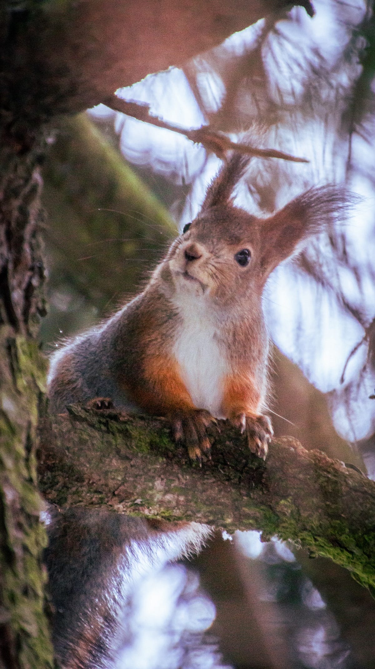Conscious Connected Breathwork — the one with the squirrel | by Emma ...