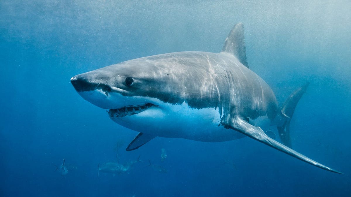 Exploring the Top Shark Hotspots Along the U.S. Coastline | by Wander ...