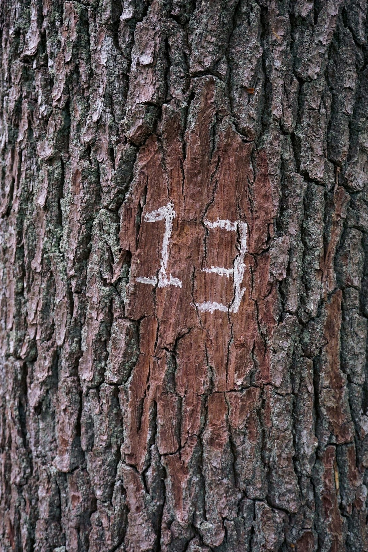 Did you know… Friday the 13th may actually be lucky? - Did You Know ...