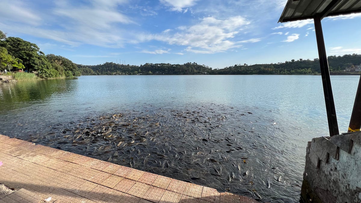 Invasive fish have caused an ecological disaster at Mansar Lake | by ...