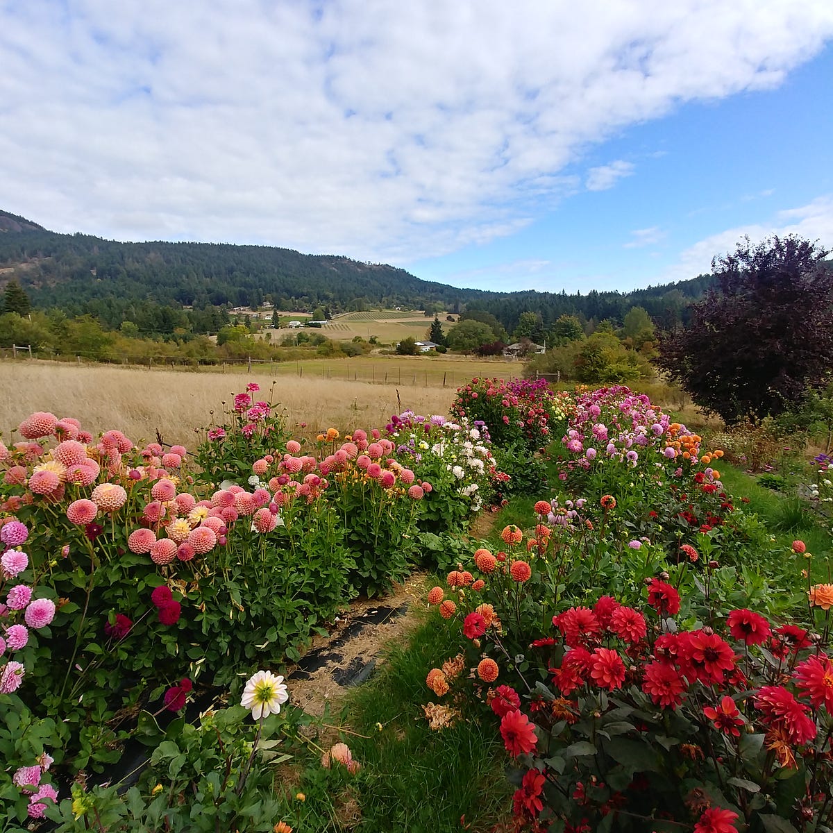 Why Planting a Bee Garden Is Good for Pollinators, Good for the Planet ...