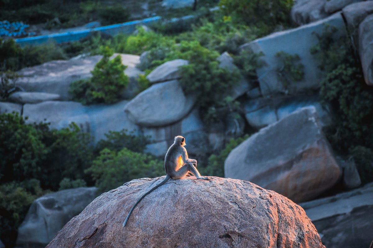 9 Powerful Strategies to Calm Your Monkey Mind | by Liz Huber | Medium