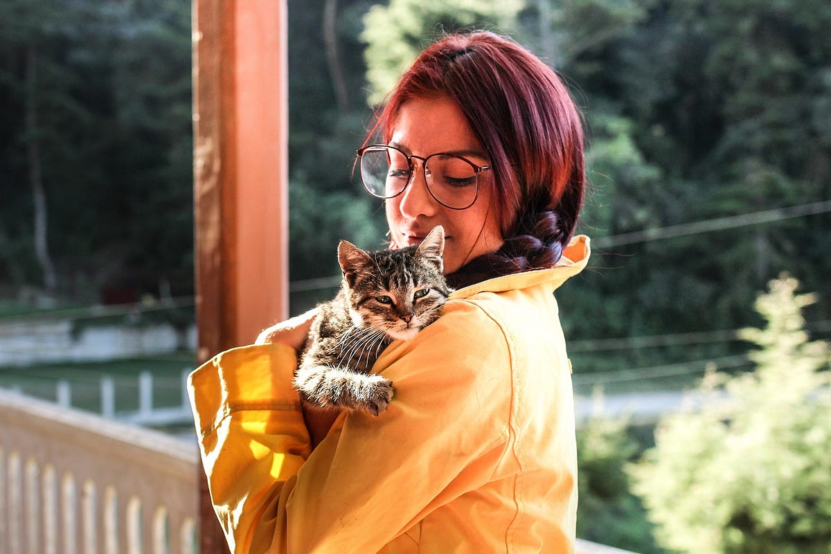 5 Tips For Cat Grooming With Cheap Cat Supplies | by Delcela | Medium