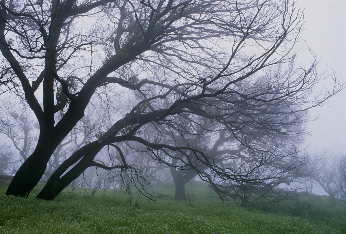 A Tree Grew in Malibu. Embracing the unexpected to find beauty… | by ...