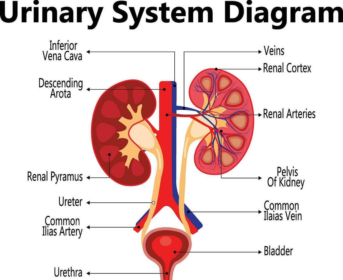 How does aging affect the urinary system, and what can be done to ...