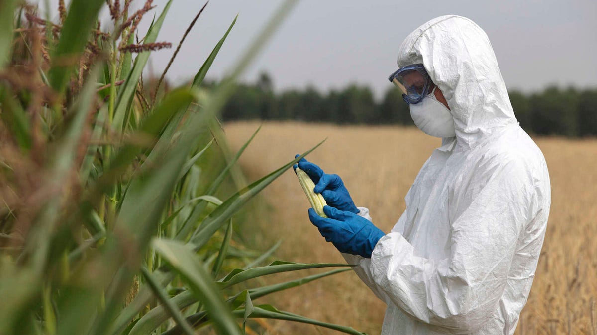Are GMOs [Genetically Modified Organisms] good or bad? Genetic ...