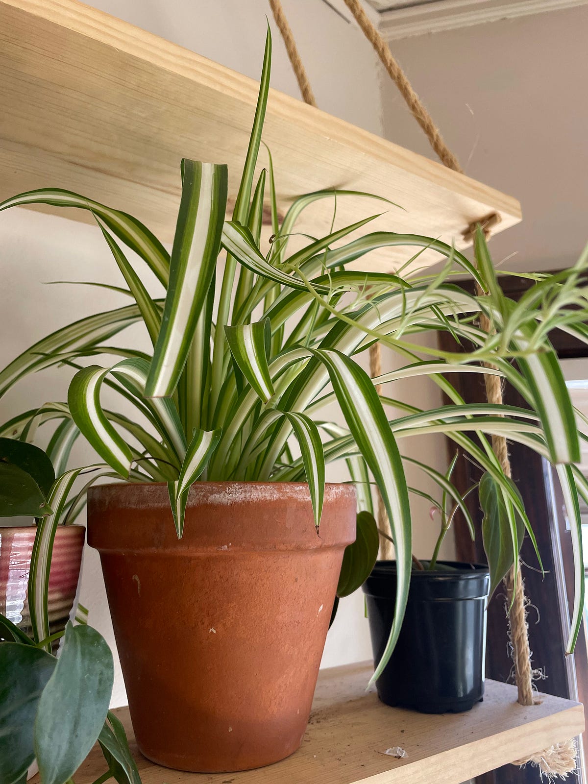Boost your mental and physical health at home by adding plants to your space | by Jenna Poff ...