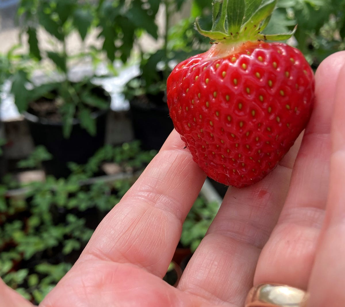 First Strawberry Of 2022 | by Penny Grubb | Six Word Photo Story Challenge