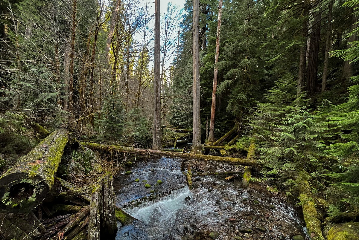 The Sleepless Forest Observers. Ecologists are using remote observation ...