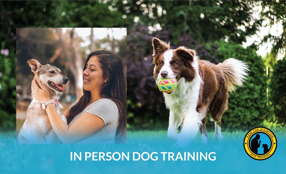 In-Person Dog Training Services.. With the advancement of technology ...