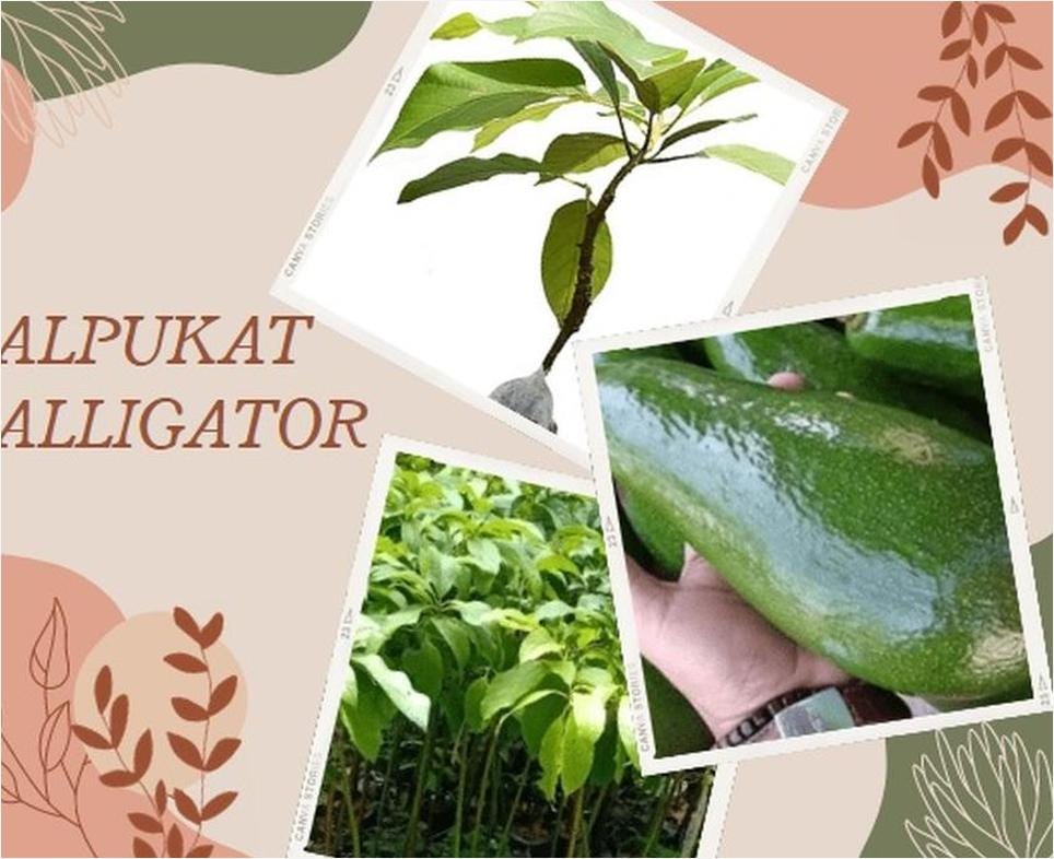 Bibit Alpukat Jumbo Aligator Cirebon Berkualitas | by faresta bibit ...