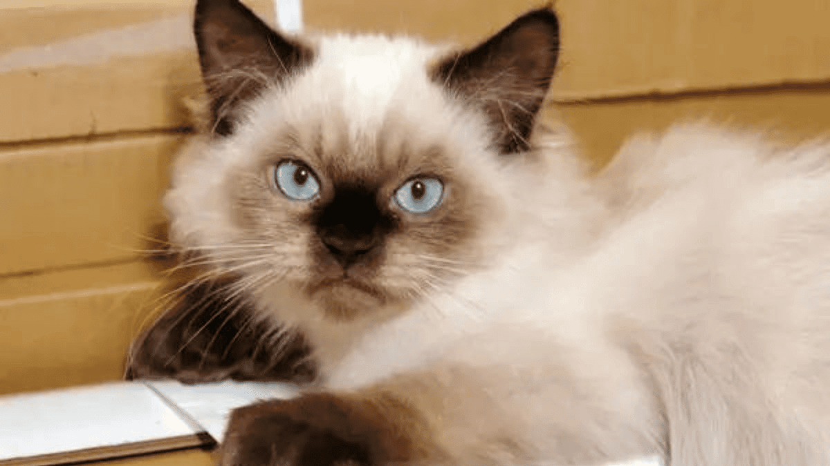 Himalayan Persian Cat Price in India 2024 | by Whitepersiancat | Medium