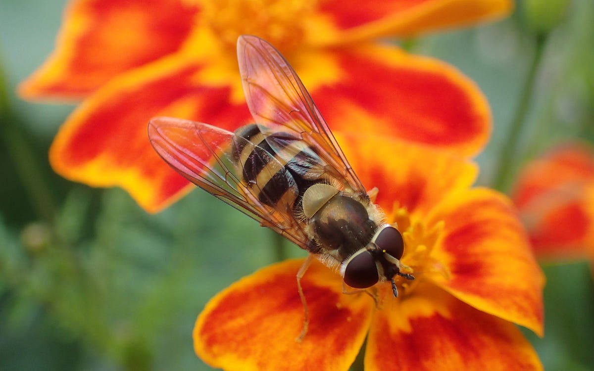Alaska’s Wanna-bees. Bee Mimics in the Far North | by U.S.Fish&Wildlife ...