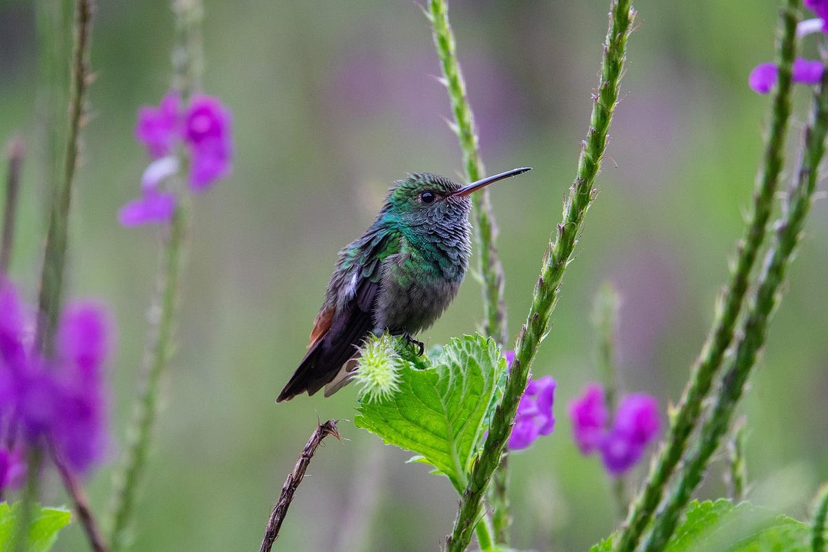 The Hummingbird at My Face: Why We Need to Normalize Signs from the ...