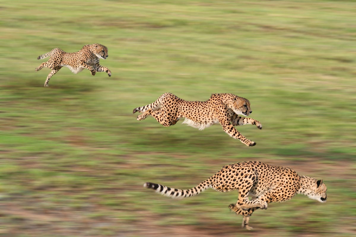Fascinating Facts: Cheetah. An Ode to the Fastest Mammal on Earth | by ...