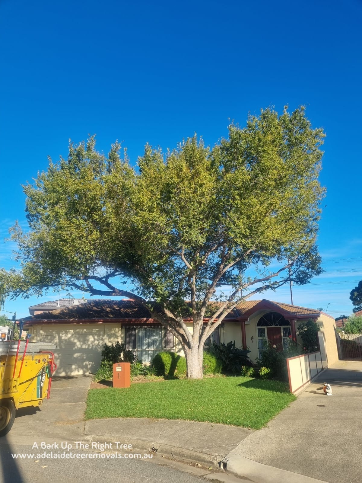Best Tree trimming service in Adelaide - Adelaidetreeremovals Abhishubh ...