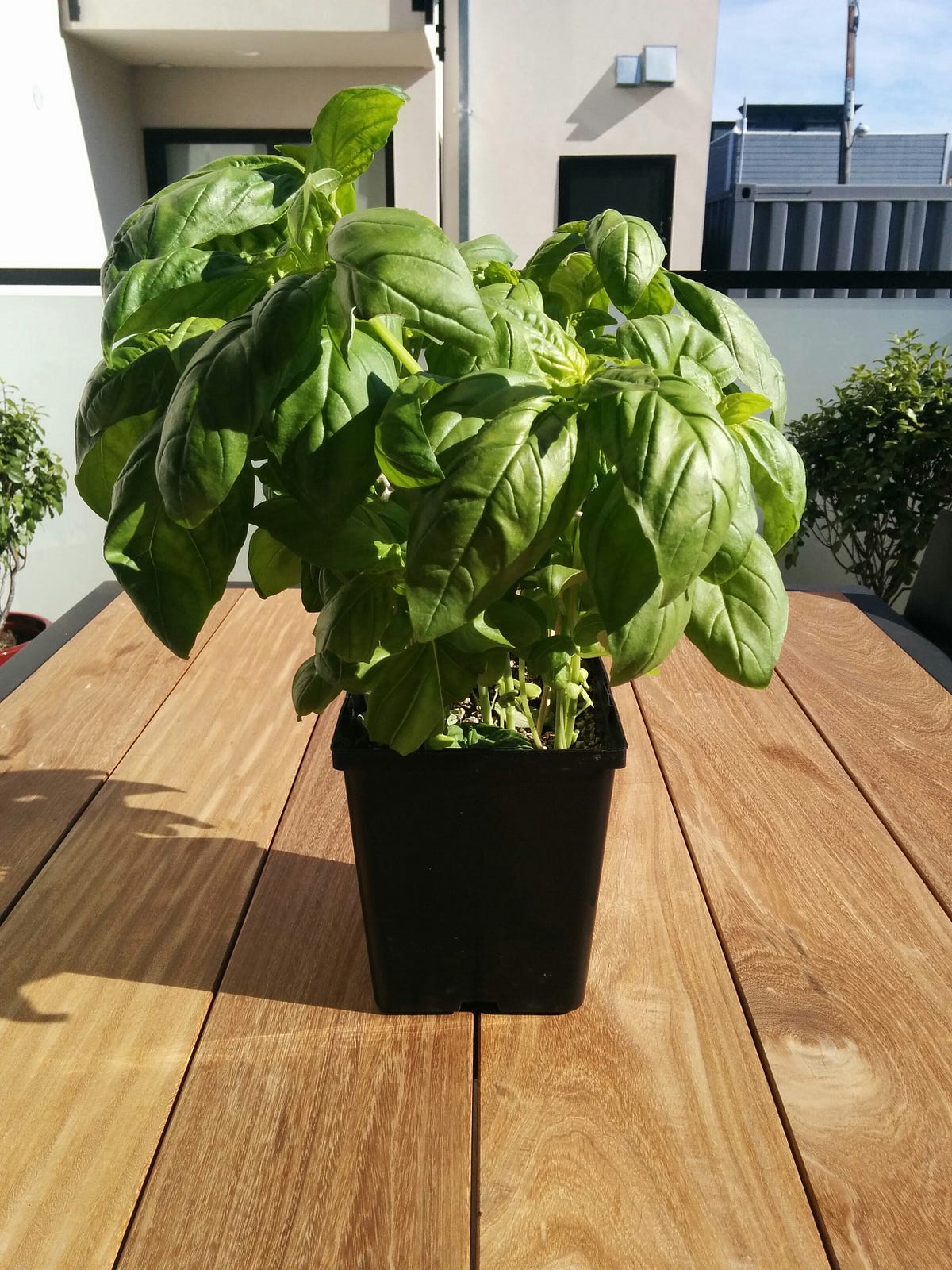 I got carded buying basil. Browsing the possibilities in the wine… | by ...