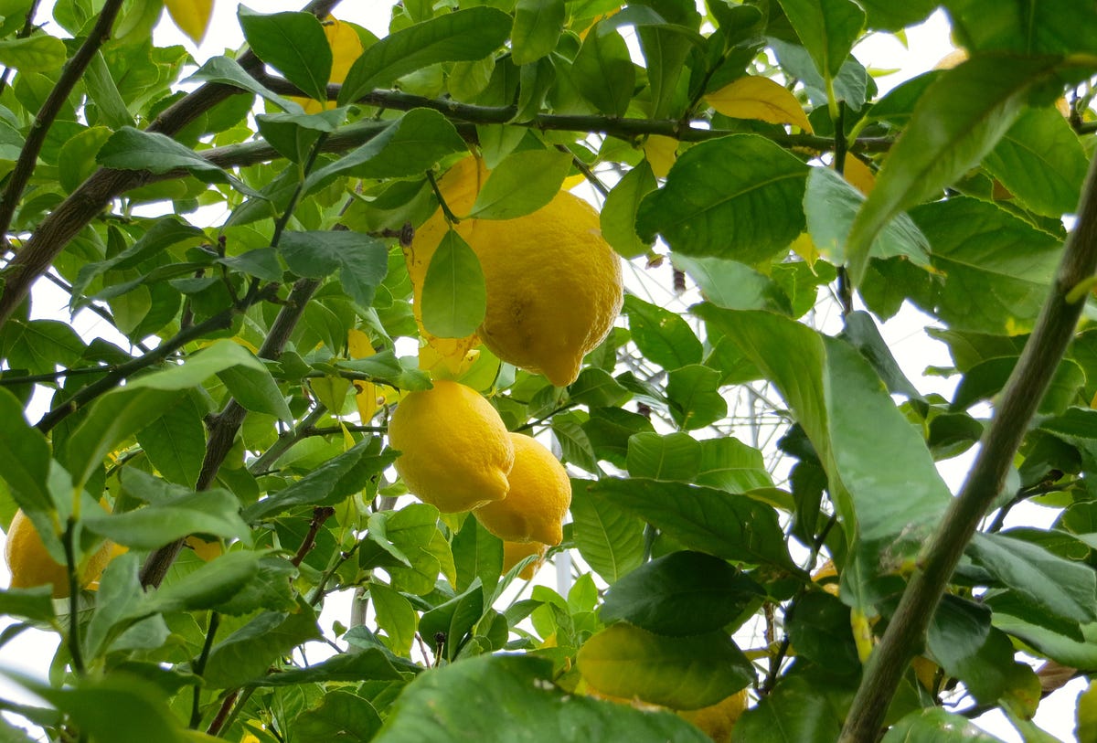 Doug & Lou’s Exceptional Adventure : Continues In Tucson | by Louise ...