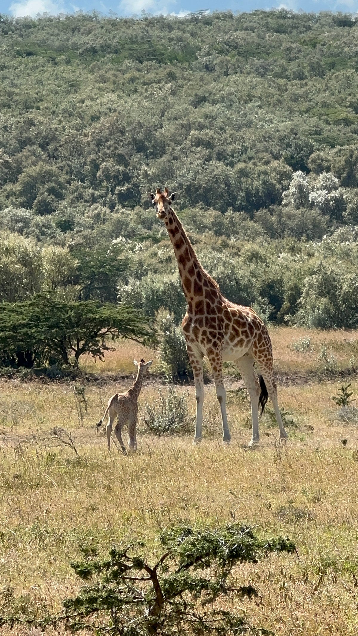 Injured baby giraffe and the nursery | by Karen Liu 🦒 | Medium