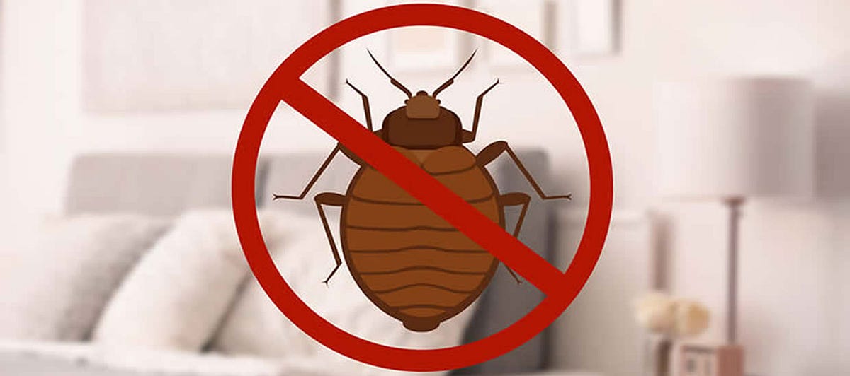 Fleas: Important Tips To Get Rid Of Them | by Bed Bug Texas | Medium