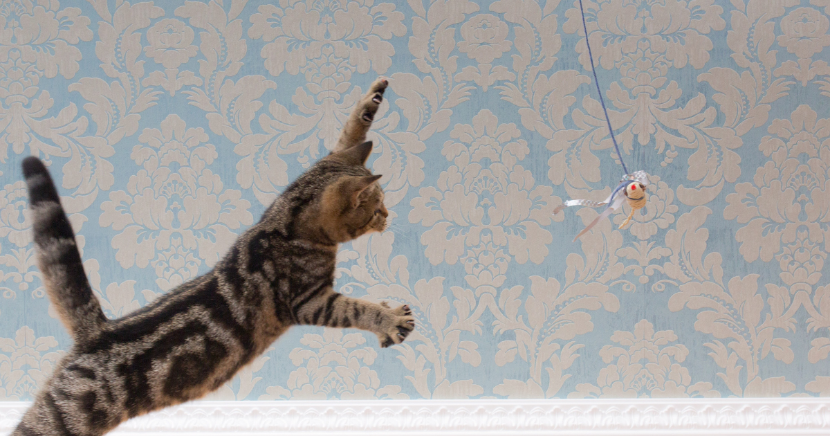 Do You Want to Improve Your Leadership? Stop Pouncing on Others! | by ...