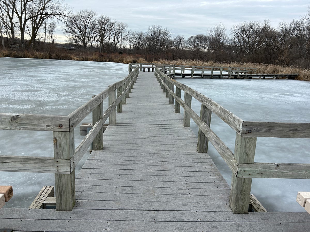 Winter Trees. Dormancy isn’t just rest, but quiet… | by Lee Warren ...