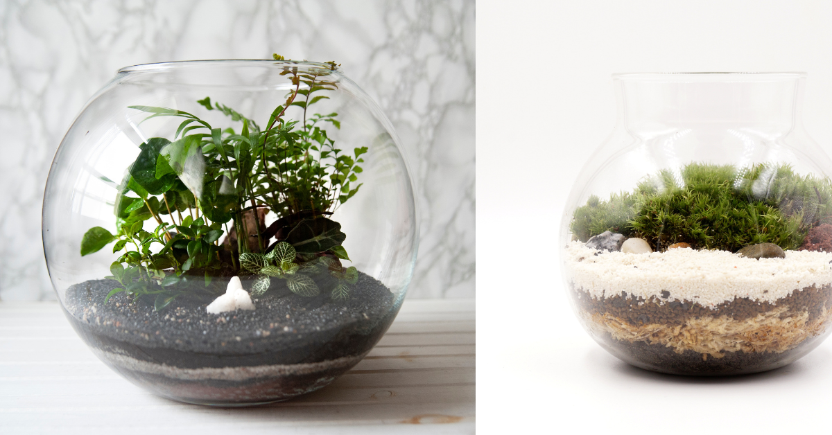 How To Build A Terrarium Ecosystem: A Complete Tutorial | by Kavi ...