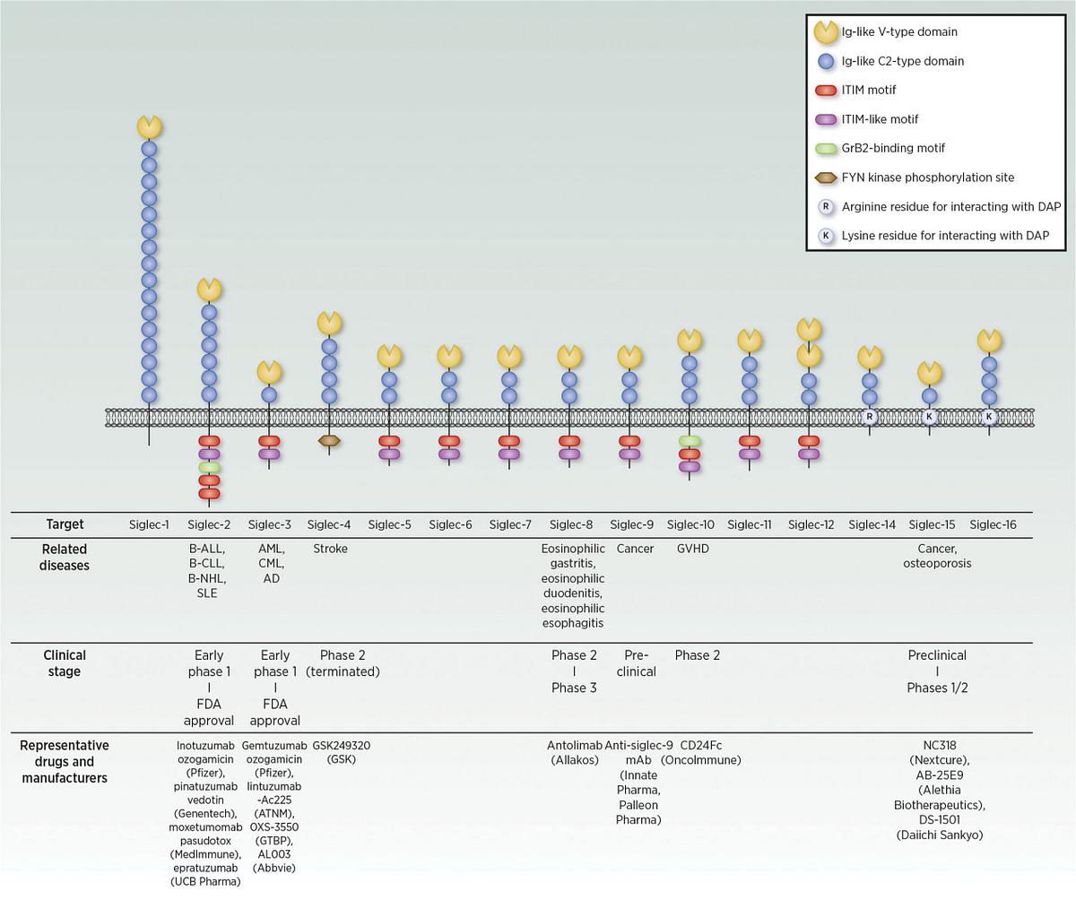 Immune checkpoint suppressor molecule Siglec15 | by Mabnus_bio | Mar ...