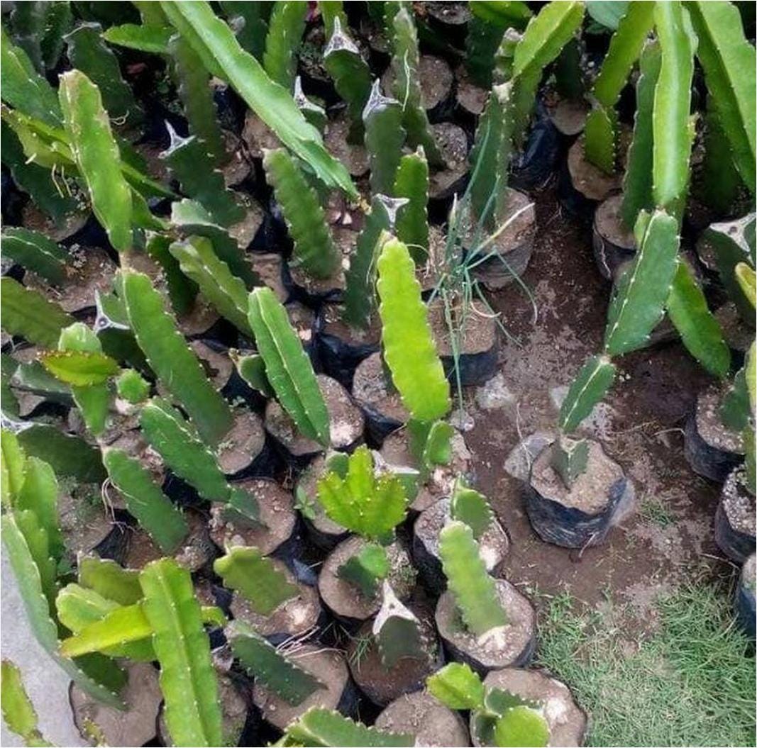 Bibit Naga Merah Buah Putih Atau Kuning Bandung Berkualitas | by ...