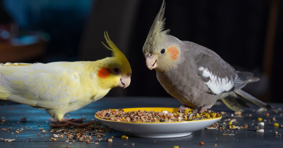 Best Pellets For Cockatiels. As a cockatiel owner, I know how… | by ...