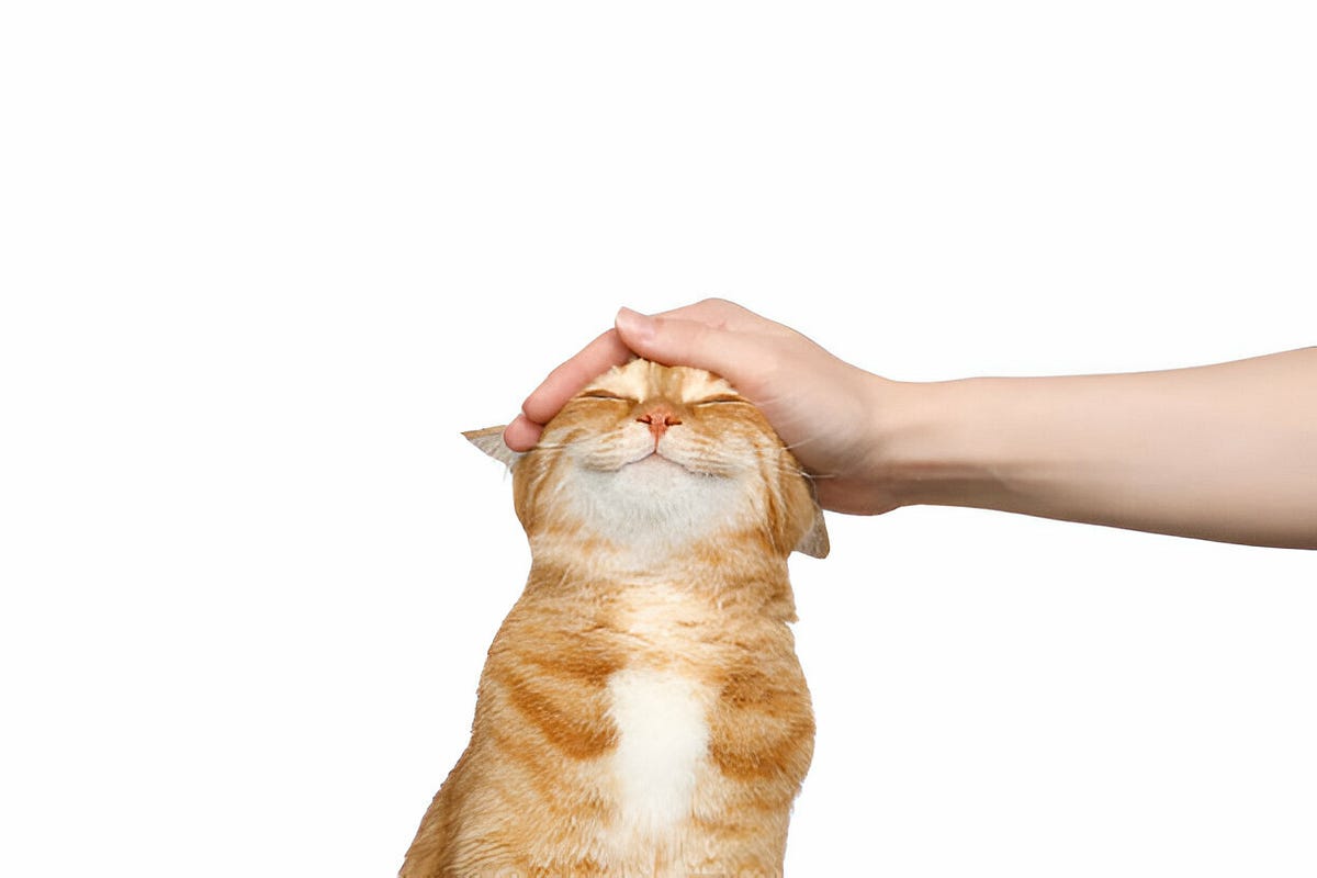Why are Cats Called Pussycats?. Origins of the Term “Pussycat” | by ...