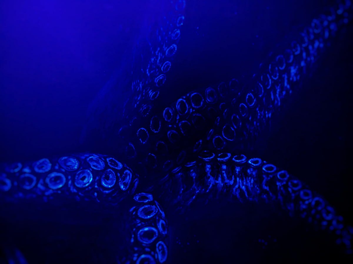 Leviathan. A metaphor for death | by Eleanore Christine | Genius in a ...