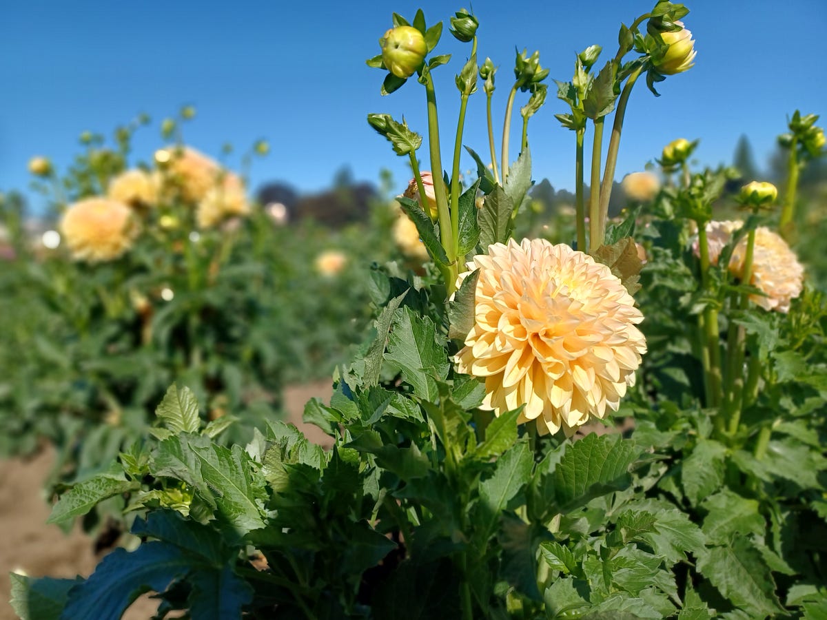My Dahlia Season — Autumn Blooms. Dahlias provide color from August ...