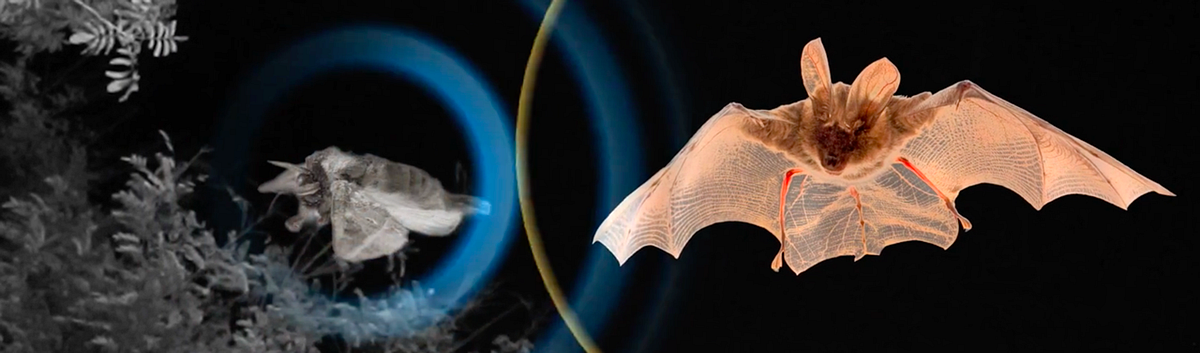 This Doesn’t Sound Tasty. How moths bat away their predators | by ...