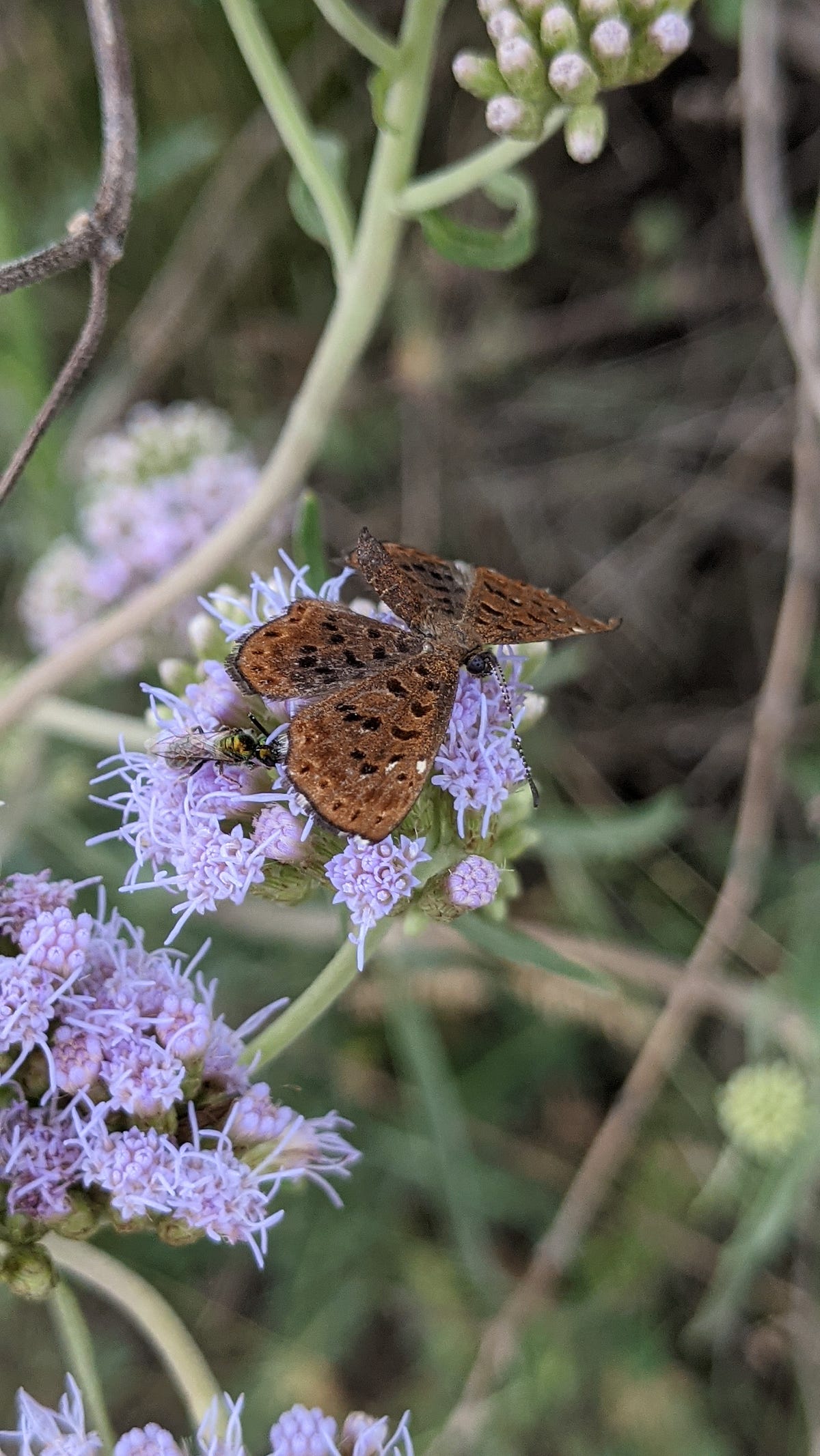 The best wildflowers and insects of the dry Chaco | by LucianoSphere ...