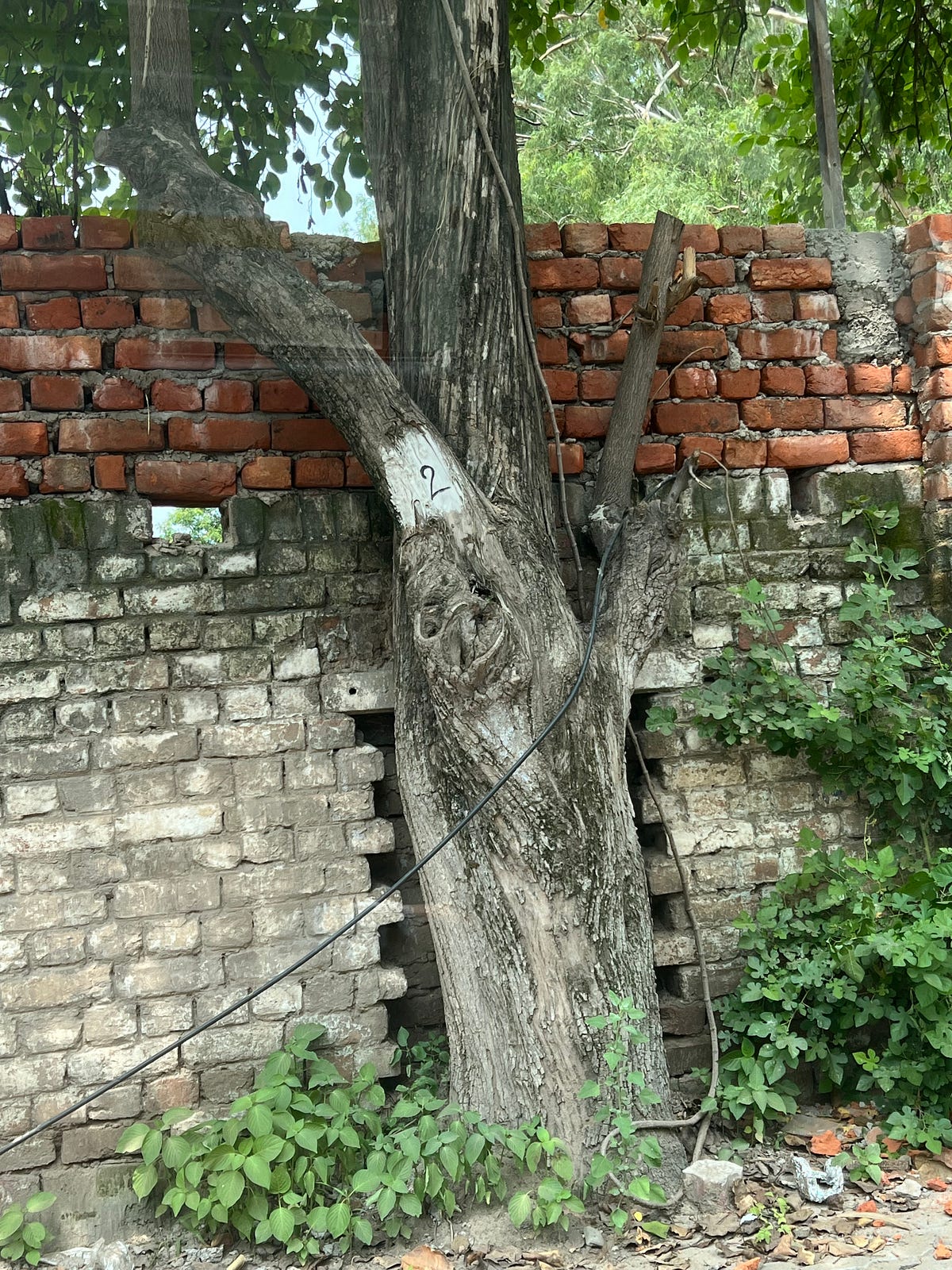 TREE PIC - Kiran Bala - Medium