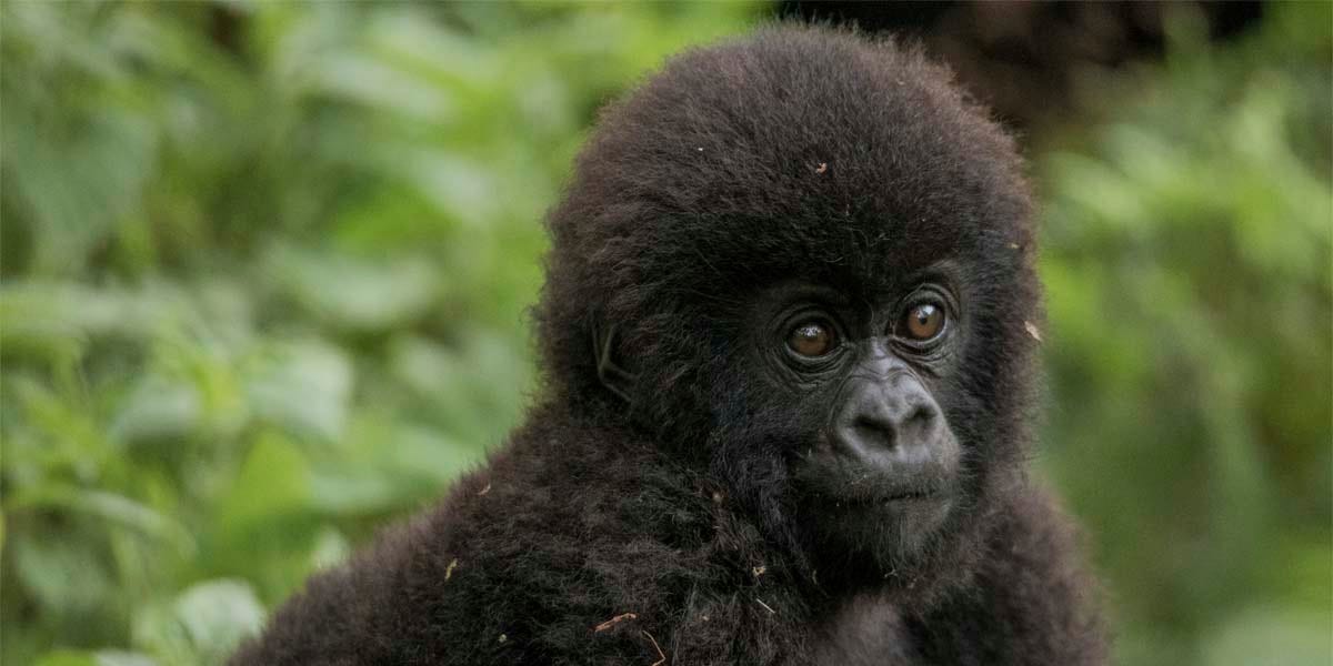 Primate Trekking Discovery Journeys | by Discovery Journeys | Medium