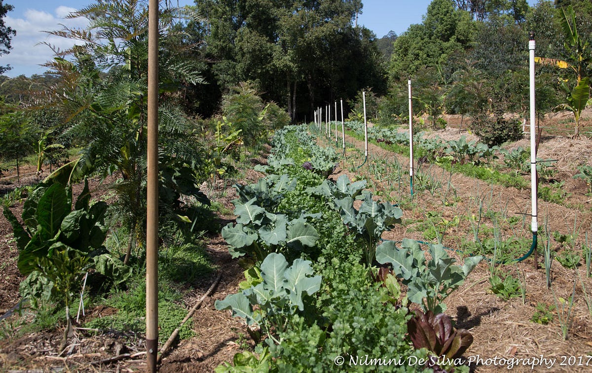 Scott Hall & Syntropic Farming: Growing a Food Forest | by Nilmini De ...