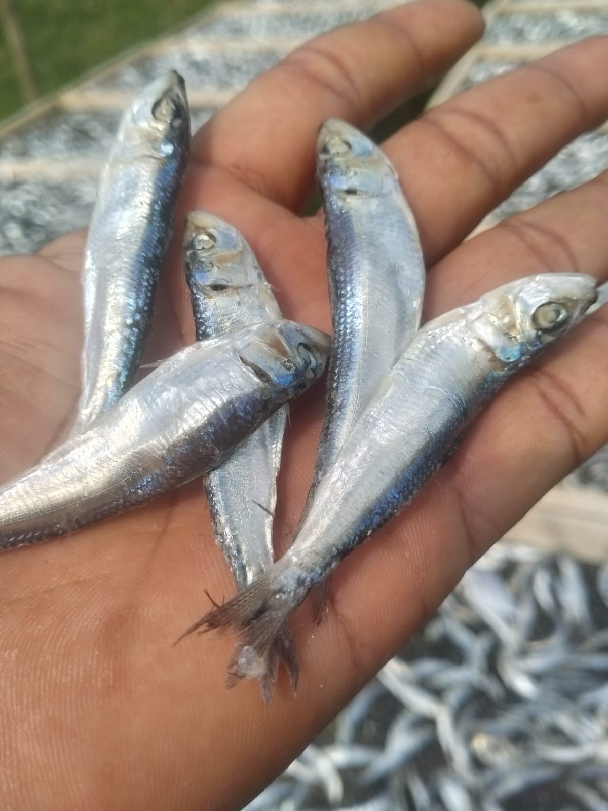 TERJAMIN!! IKAN ASIN REBUS BERKAH JAYA BAHARI 0821–8153–9591 KABUPATEN ...
