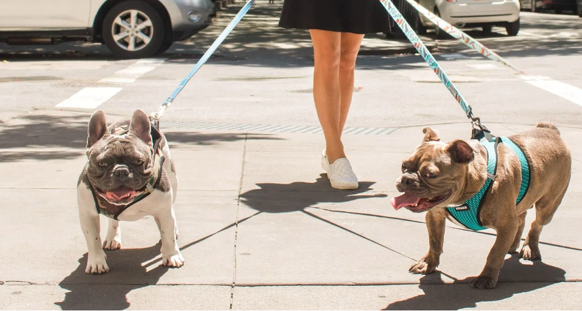 Delta Integrates CarePod Technology to Better Monitor and Track Pet ...