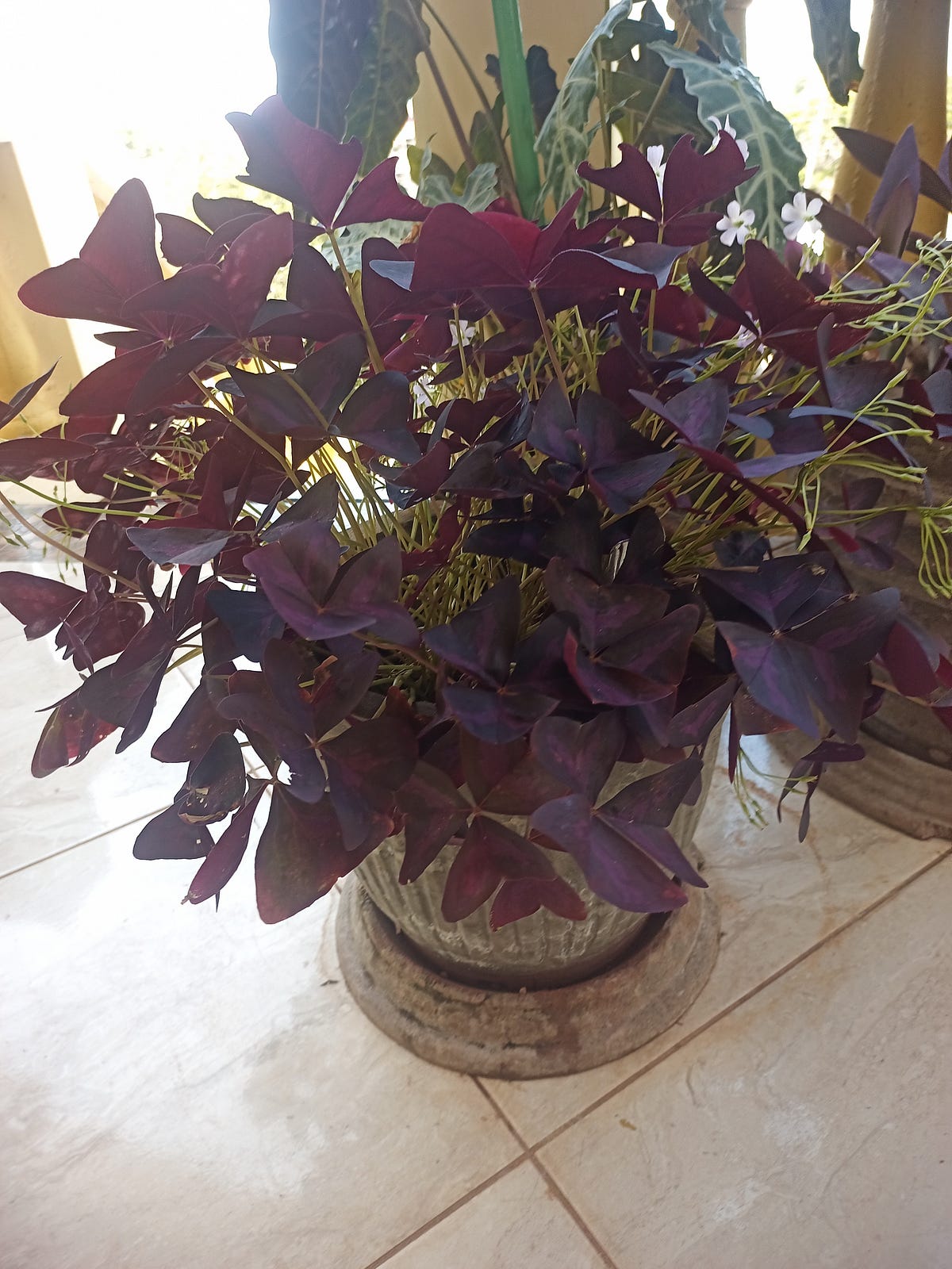 Plant Madness - The Shortform - Medium