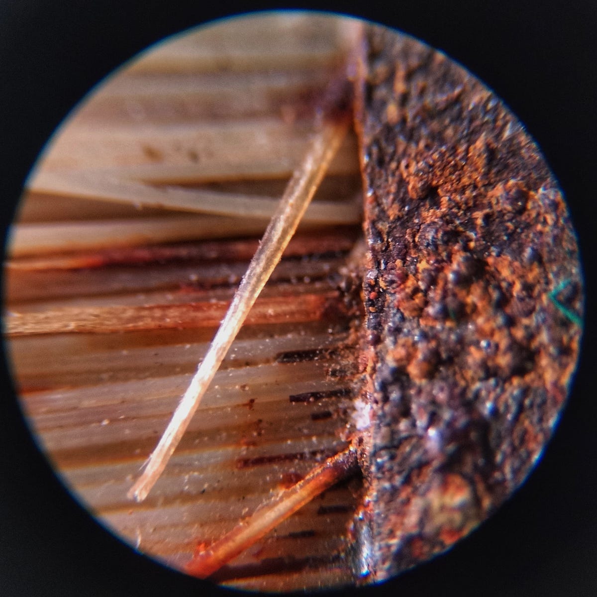 Microscopy: Brush and Bristles | Microscope | Shrean | Medium