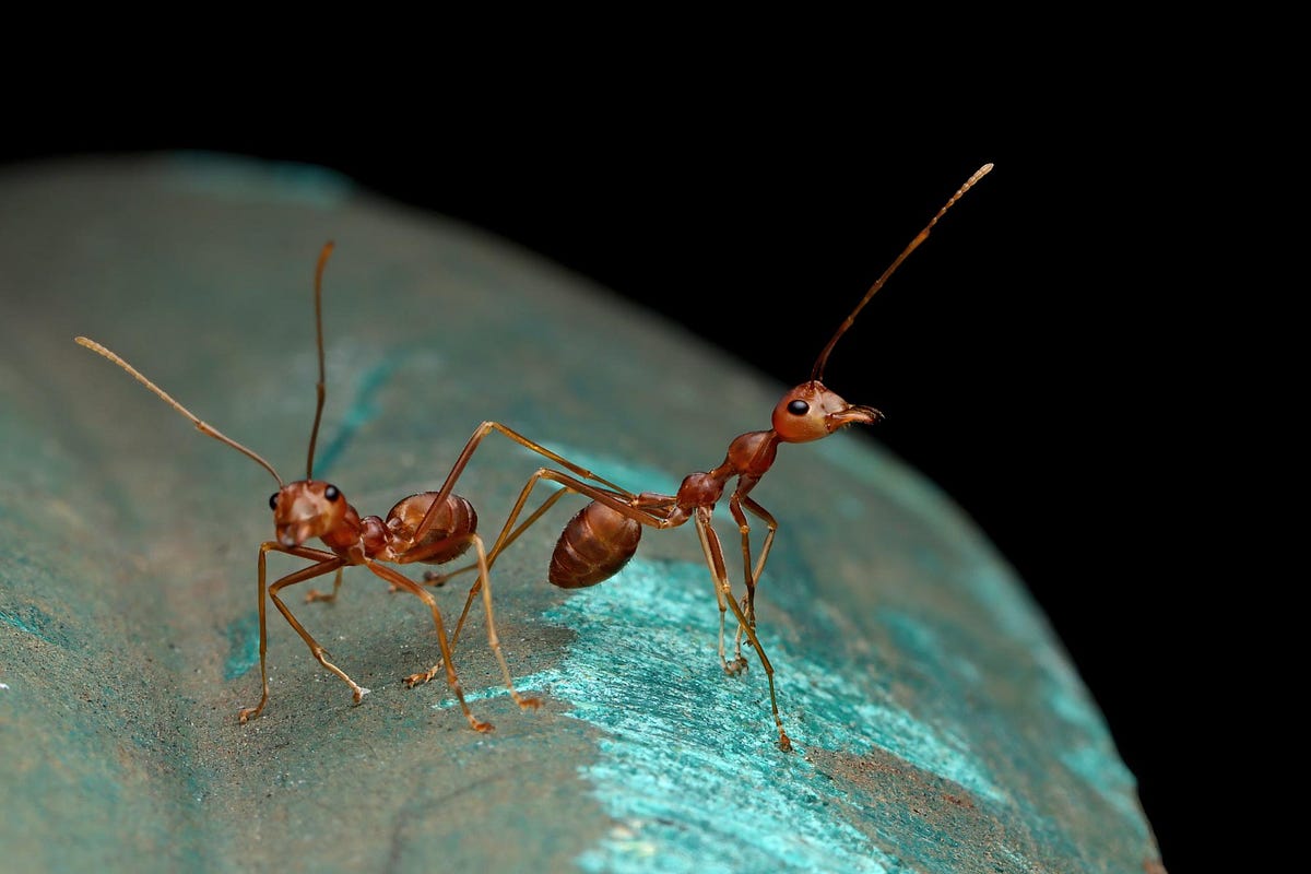 Ants Show Incredible Ability to Detect Cancer with Sense of Smell | by ...