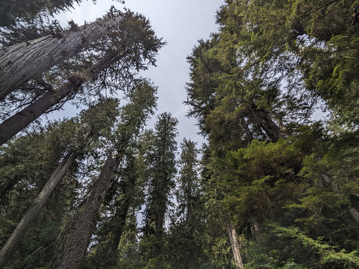 Useful tips for logging in Python | by Tyrel Johnson | Medium