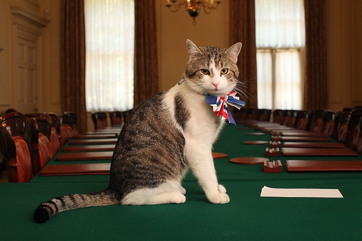 Larry, the Cat Who Could Look at a King | by C. M. Barrett | Catness ...