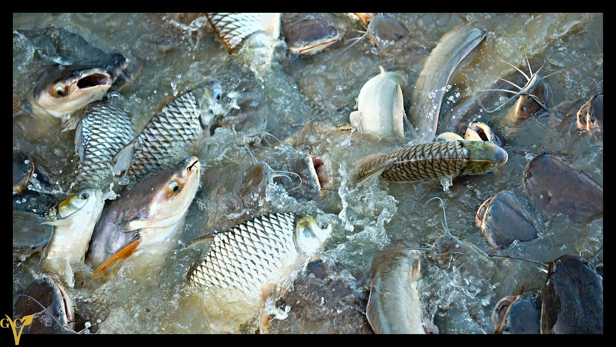 The Perils of the Fish-Farming Industry | by Fee O'Shea | Medium
