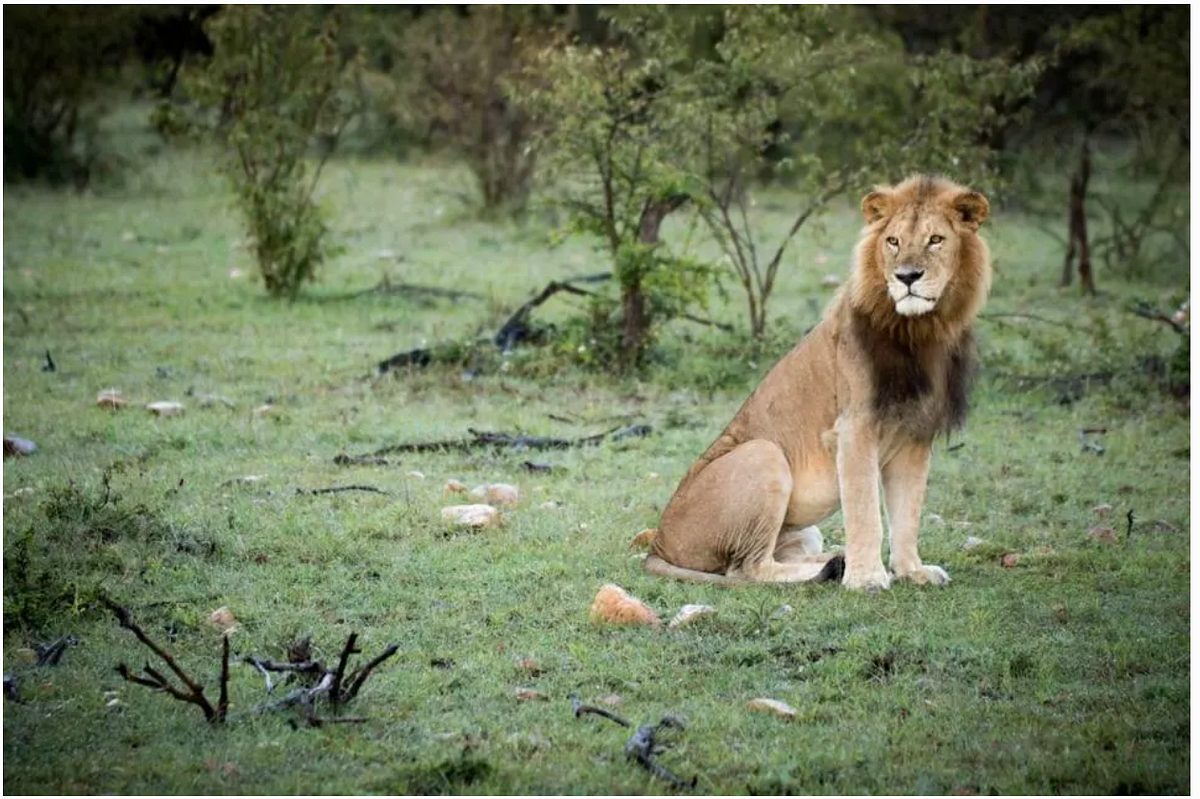 Invasive Ants Disrupt Lions’ Hunting Behavior In Kenya | by ...