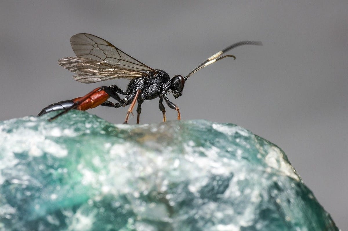 How insects can help construct our future | by Gary Hartley | Insects ...